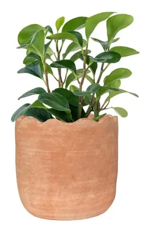 MESO GOODS Wavy Planter
