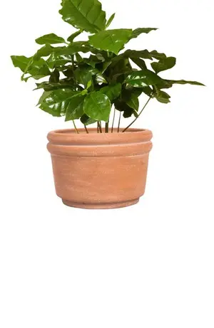 MESO GOODS Felipe Terracotta Planter