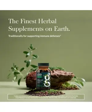 GAIA HERBS Olive Leaf Traditional Immune Health Support Immune System Supplement With Olive Leaf Extract And Oleuropein
