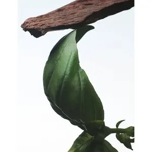 Dries Van Noten Crazy Basil Refillable Eau De Parfum