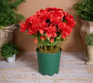 VALERIE PARR HILL As Is 24' Deluxe Mums In Starter Pot Valerie - One-color