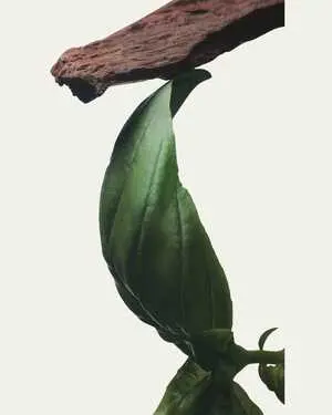 Dries Van Noten Crazy Basil Eau De Parfum, 100 Ml
