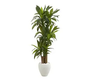 NEARLY NATURAL 64' Corn Stalk Dracaena Plant - One-color