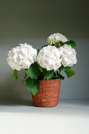 OTHERS TRADE FOR HOPE And Red Flower Pot