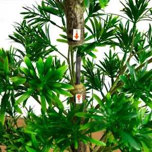 NEARLY NATURAL 6' Uv Artificial Podocarpus Tree