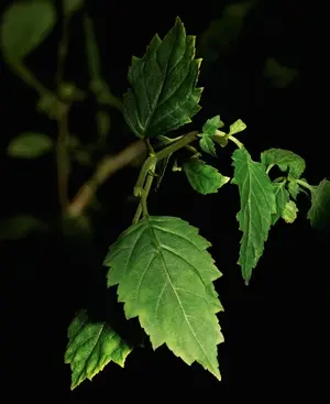 Saint Laurent Tuxedo Eau De Parfum