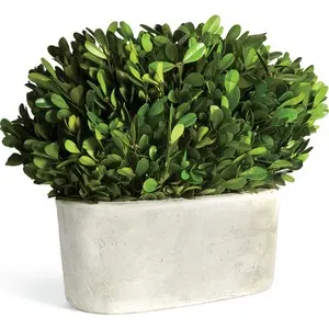 NAPA HOME & GARDEN Boxwood Bush In Oval Pot - Green