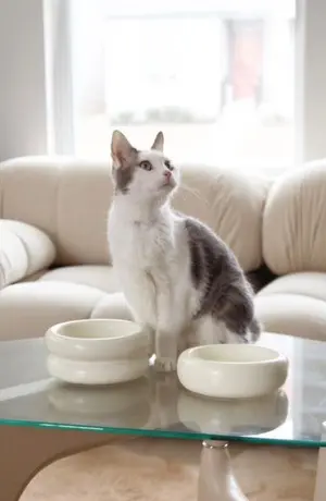 CATENARY Halo Elevated Cat Bowl