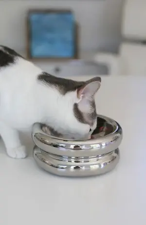 CATENARY Halo Elevated Cat Bowl