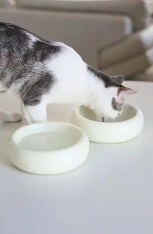 CATENARY Halo Cat Bowl