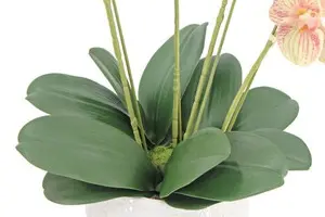 CG HUNTER Artificial 4-stem Phalaenopsis Orchid