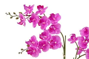 CG HUNTER Artificial 2-stem Phalaenopsis Pink Orchid
