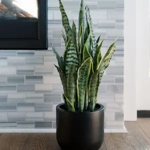 CG HUNTER 30" Snake Plant