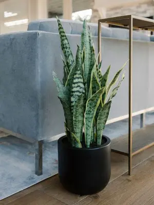 CG HUNTER 30" Snake Plant
