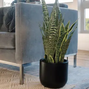 CG HUNTER 30" Snake Plant