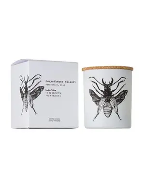 VILA HERMANOS Vila Insect Candle In Jar 6.7 Ounce Dorysthenes Walkeri