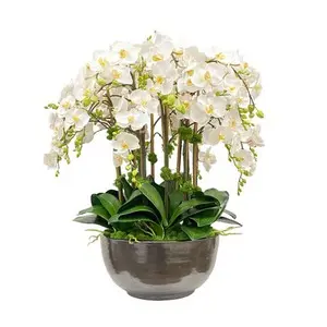 WINWARD HOME Orchid Phalaenopsis In Bowl - White