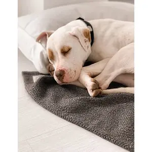 ST.PIA Terra Small Cotton-blend Pet Blanket
