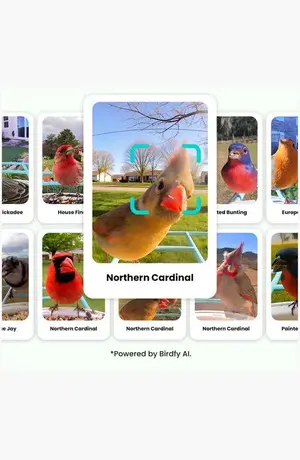 BIRDFY Smart Bird Feeder With Camera