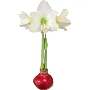 DAYLILY NURSERY White Flower Base 36 - Red Lacquer