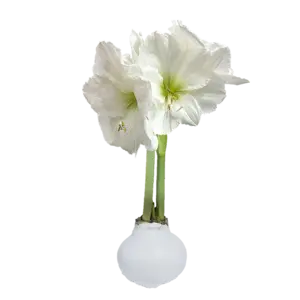 DAYLILY NURSERY White Flower Base 36 - White Wax