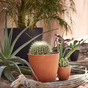 BLOEM 12 Inch Dayton Planter With Saucer Tray