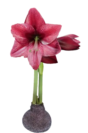 DAYLILY NURSERY Revelation Flower Base 36 - Silver Red Glitter