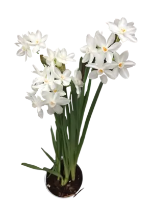 DAYLILY NURSERY Paper Bulbs 14-16+ 50 Bulbs - White