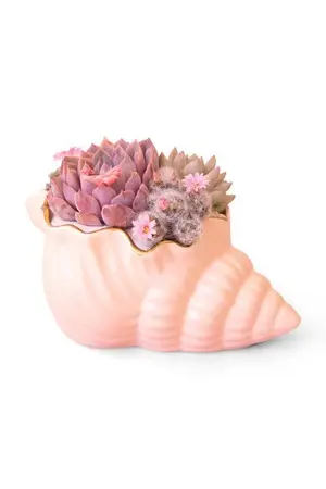 JUNGLE CLUB Siren Shell Planter - Vanilla