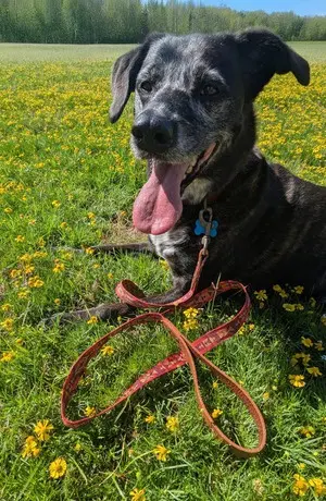 Pendleton Heritage Leash - Four Corners