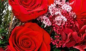 Venus Et Fleur L’étoile Grand Rouge Wreath