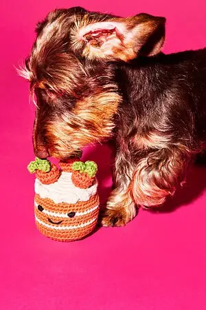 WARE OF THE DOG Hand Crochet Carrot Cake