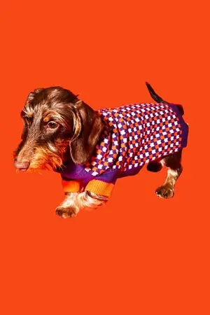 WARE OF THE DOG Checked Dog Sweater - Multicolor
