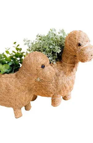 LIKHA Dinosaur Coco Coir Planters - Brown Baby Bronto