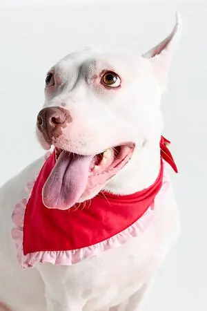 THE FOGGY DOG Ruffle Pet Bandana - Pink