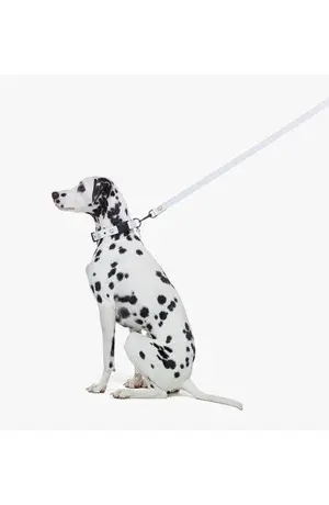 Mcm Pet Leash In Visetos