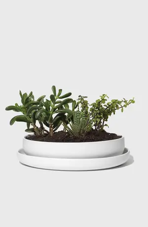 PUBLIC GOODS Stoneware Succulent Planter