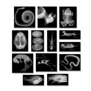ROYLCO Transparent Animal X-rays And Pictures