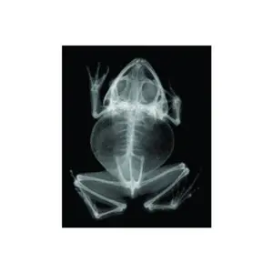 ROYLCO Transparent Animal X-rays And Pictures