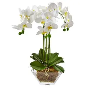 NEARLY NATURAL Triple Phalaenopsis Orchid In Glass Vase - White