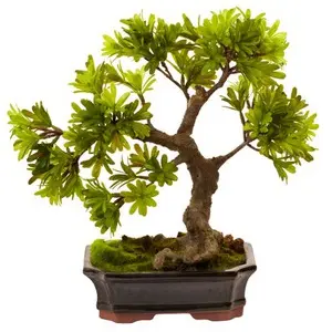 NEARLY NATURAL Podocarpus With Mossed Bonsai Planter - Green