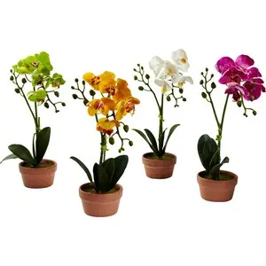 NEARLY NATURAL Phalaenopsis Orchid With Clay Vase - Assorted