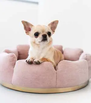 LOOTY Small Camelia Dog Sofa