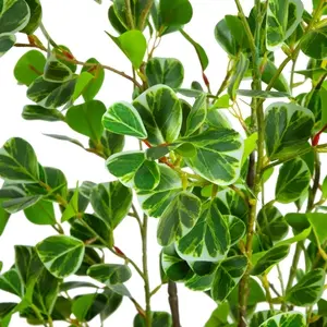 NEARLY NATURAL 5' Artificial Heart Shaped Ficus Leaf Tree