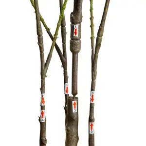 NEARLY NATURAL 5' Artificial Heart Shaped Ficus Leaf Tree