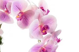 COCOBELLA Rosalyn Realtouch Orchid - Periwinkle