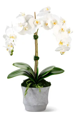 COCOBELLA Rosalyn Realtouch Orchid - Snow