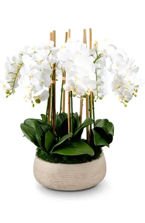 COCOBELLA Briar Realtouch Orchid Arrangement - Snow