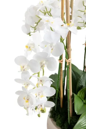 COCOBELLA Briar Realtouch Orchid Arrangement