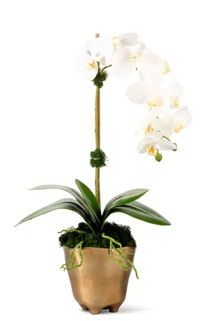 COCOBELLA Axel Realtouch Orchid Arrangement - Snow